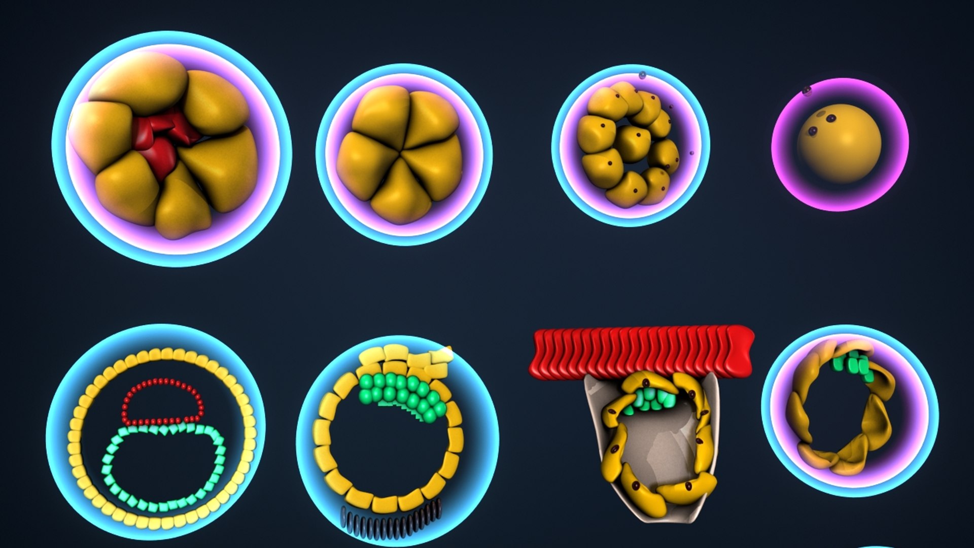 Human early development stades anatomy model - TurboSquid 1962815