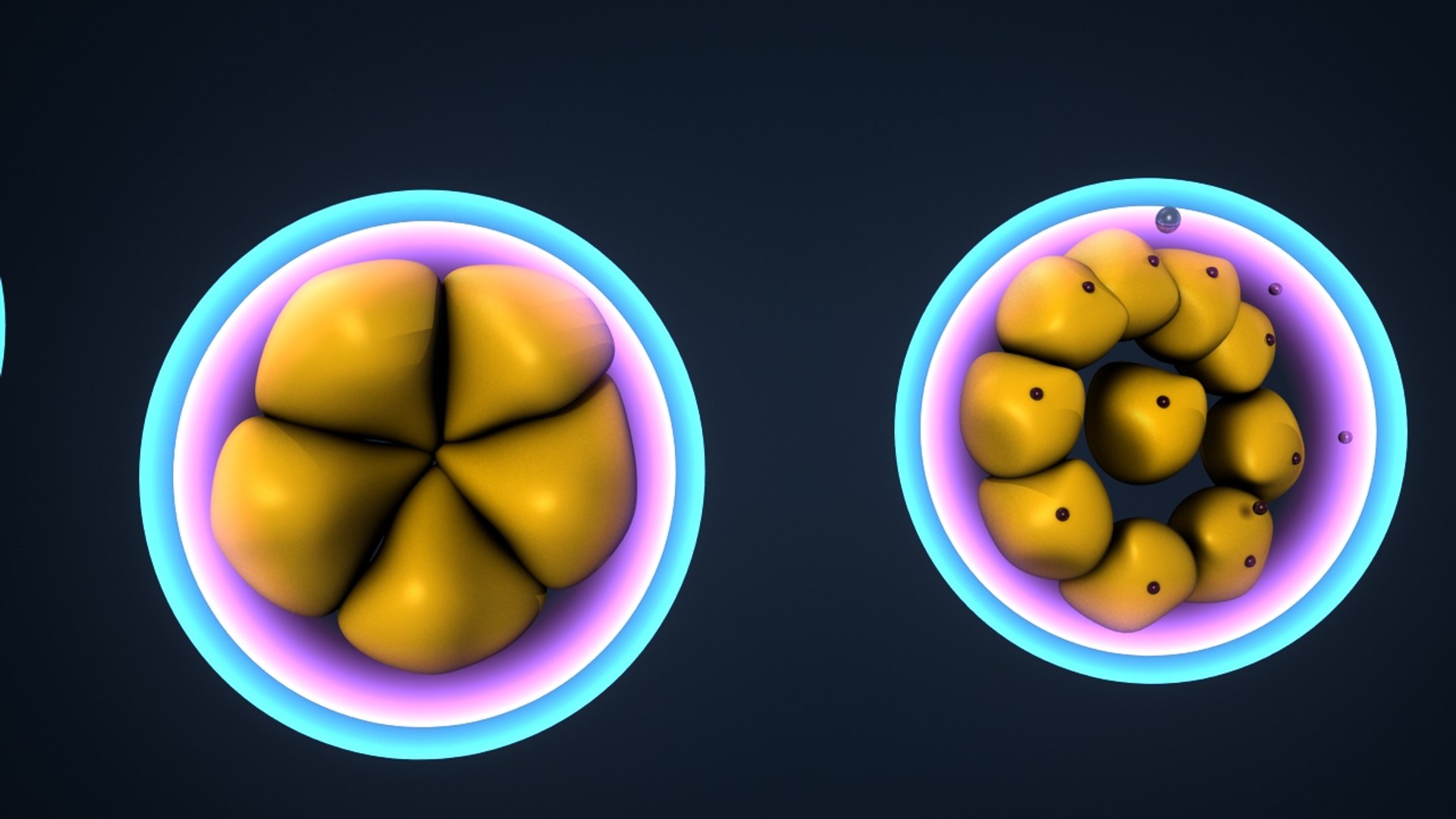 Human early development stades anatomy model - TurboSquid 1962815