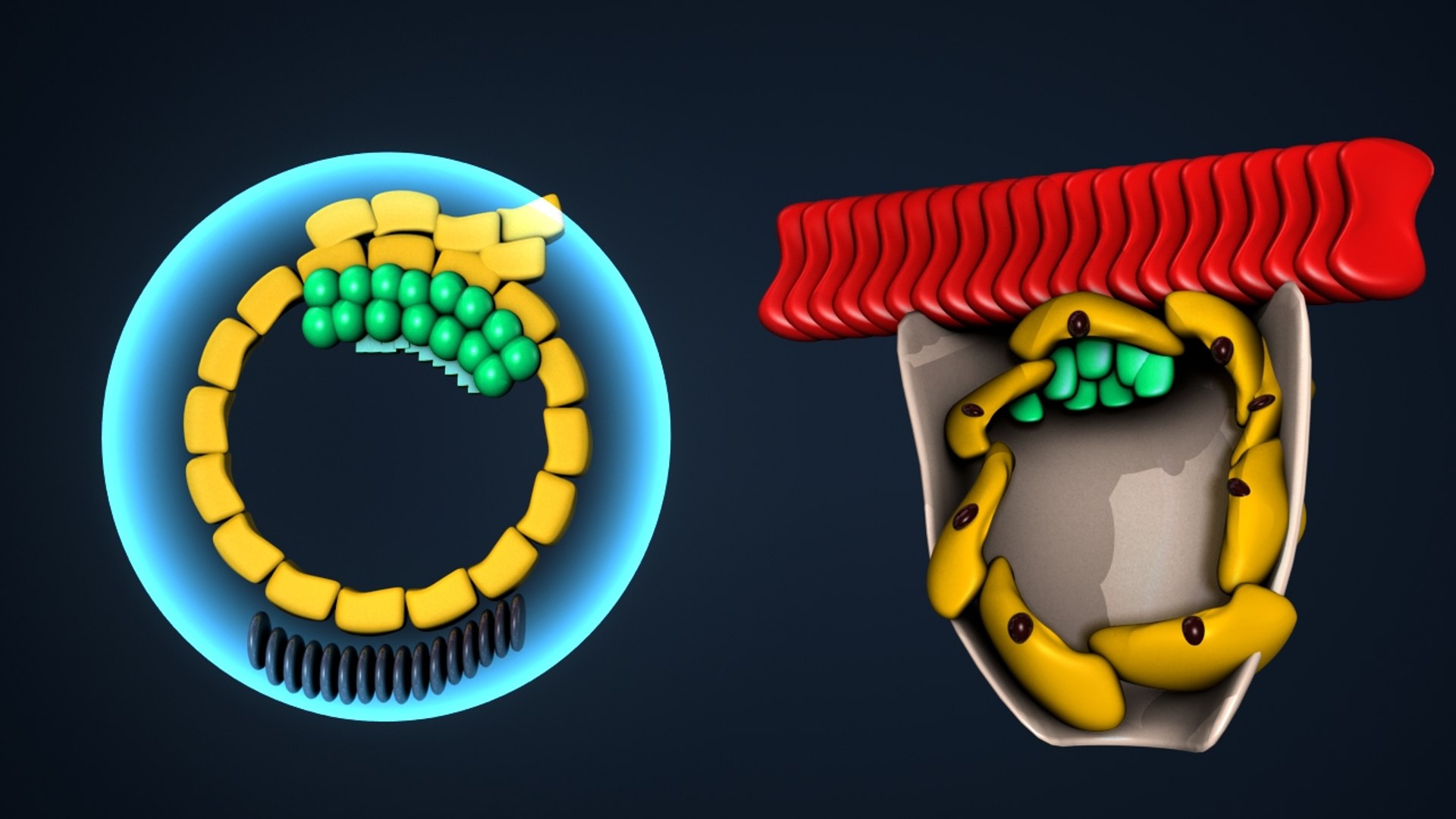 Human early development stades anatomy model - TurboSquid 1962815