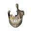 3d Human Jawbones Teeth Gums Model