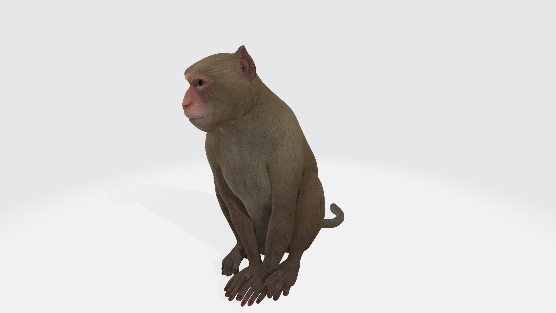 3D Monkey Model - TurboSquid 2355930