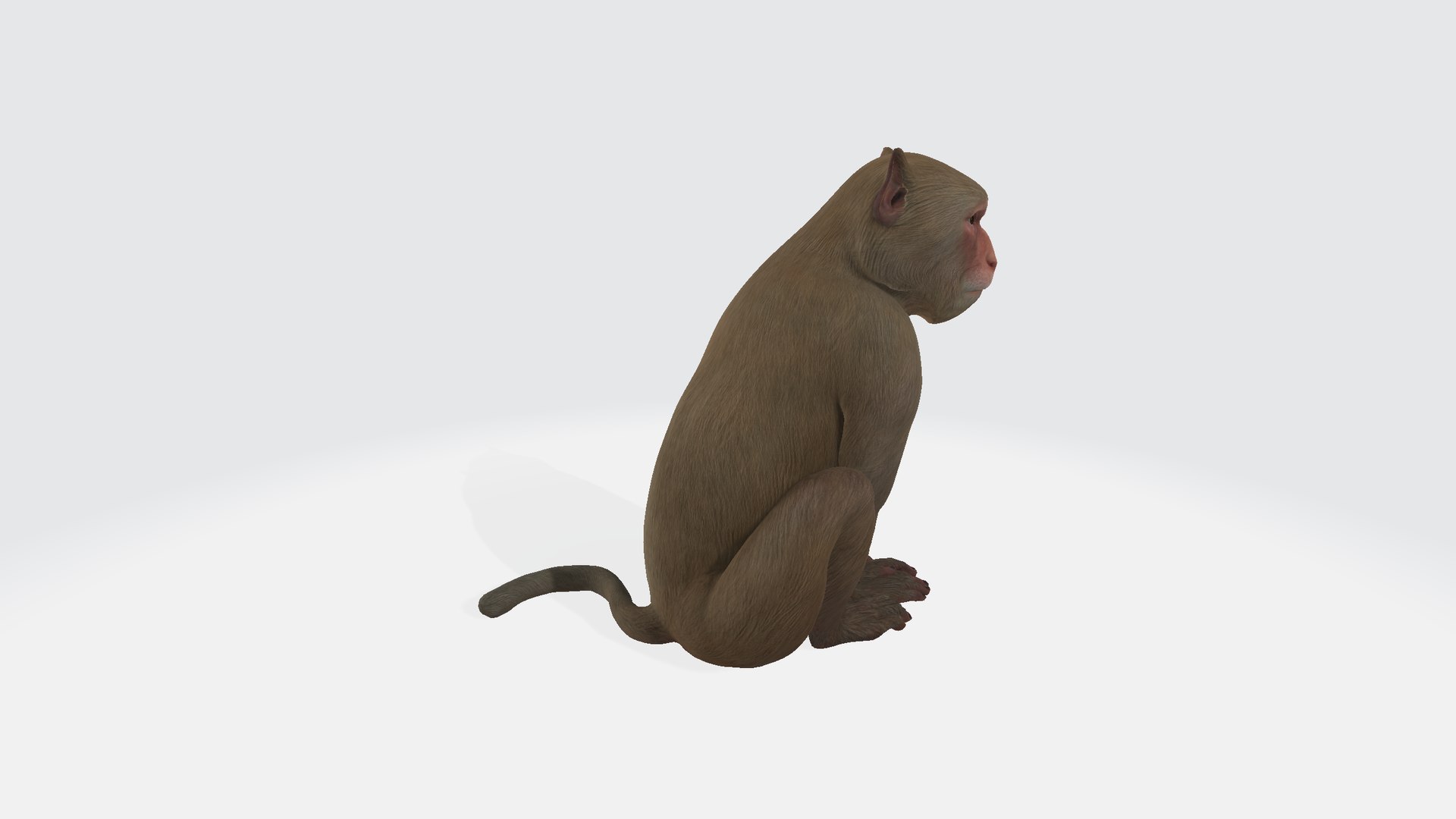 3D Monkey Model - TurboSquid 2355930