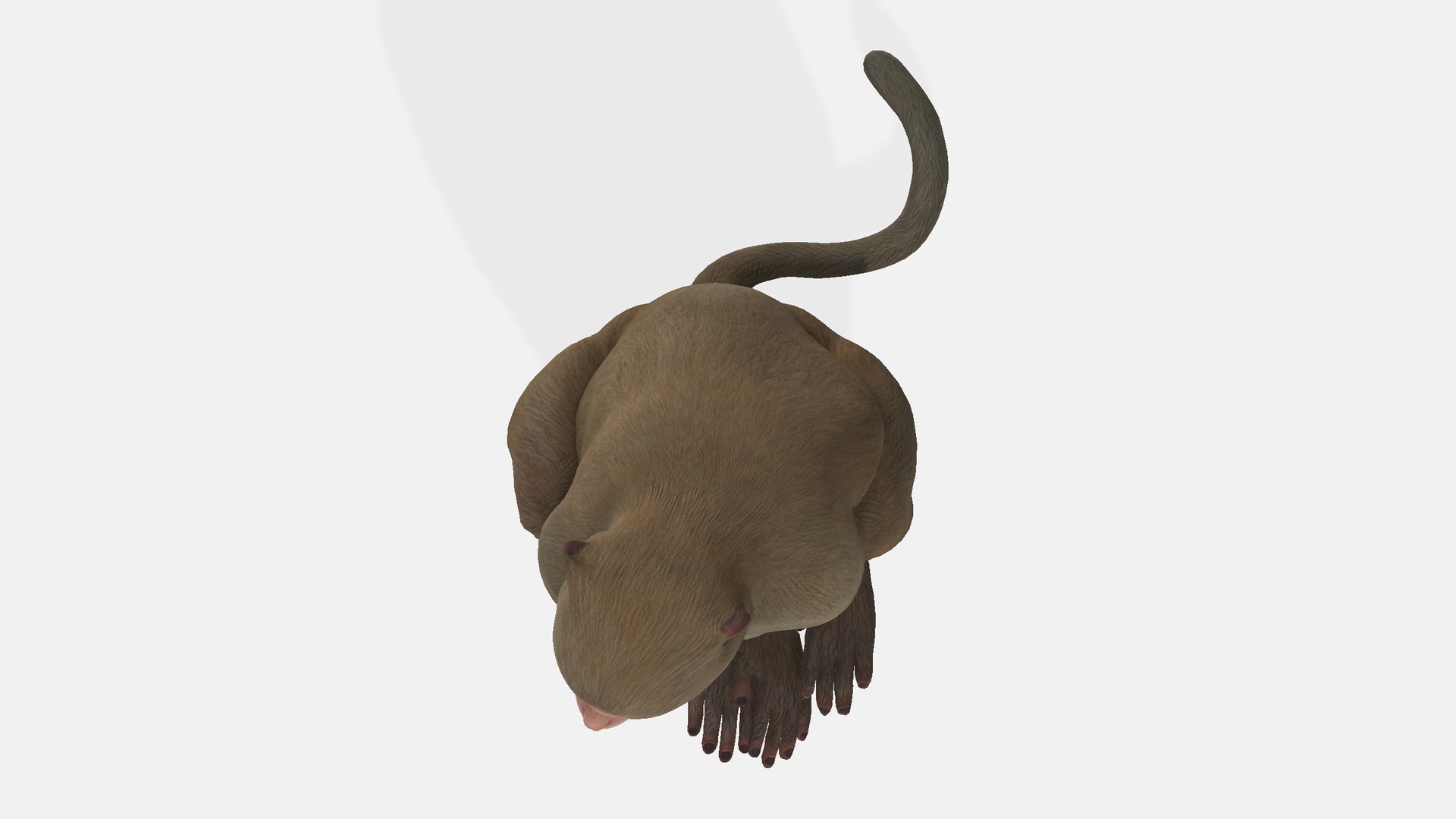 3D Monkey Model - TurboSquid 2355930