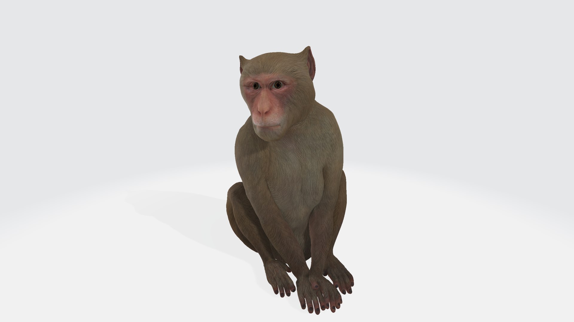 3D Monkey Model - TurboSquid 2355930