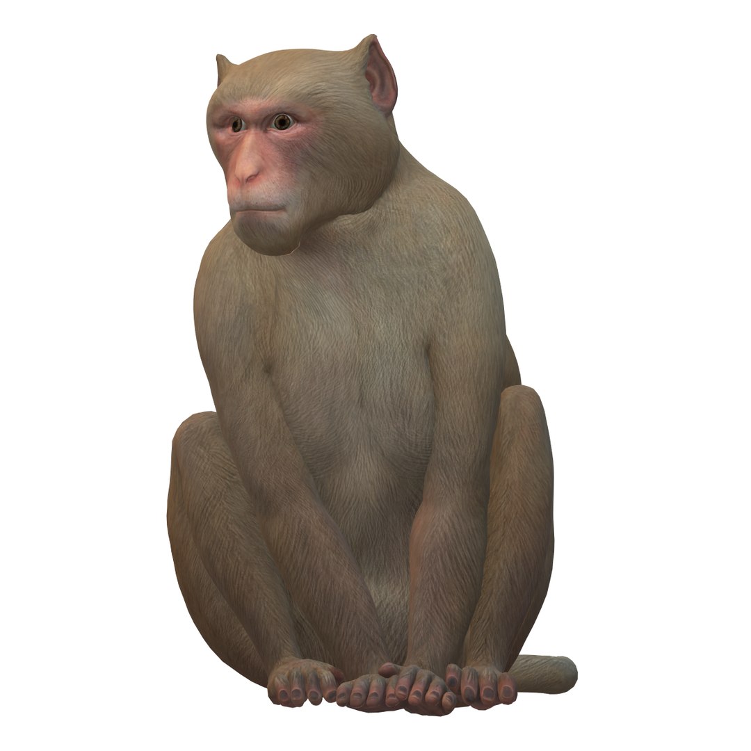 3D Monkey Model - TurboSquid 2355930
