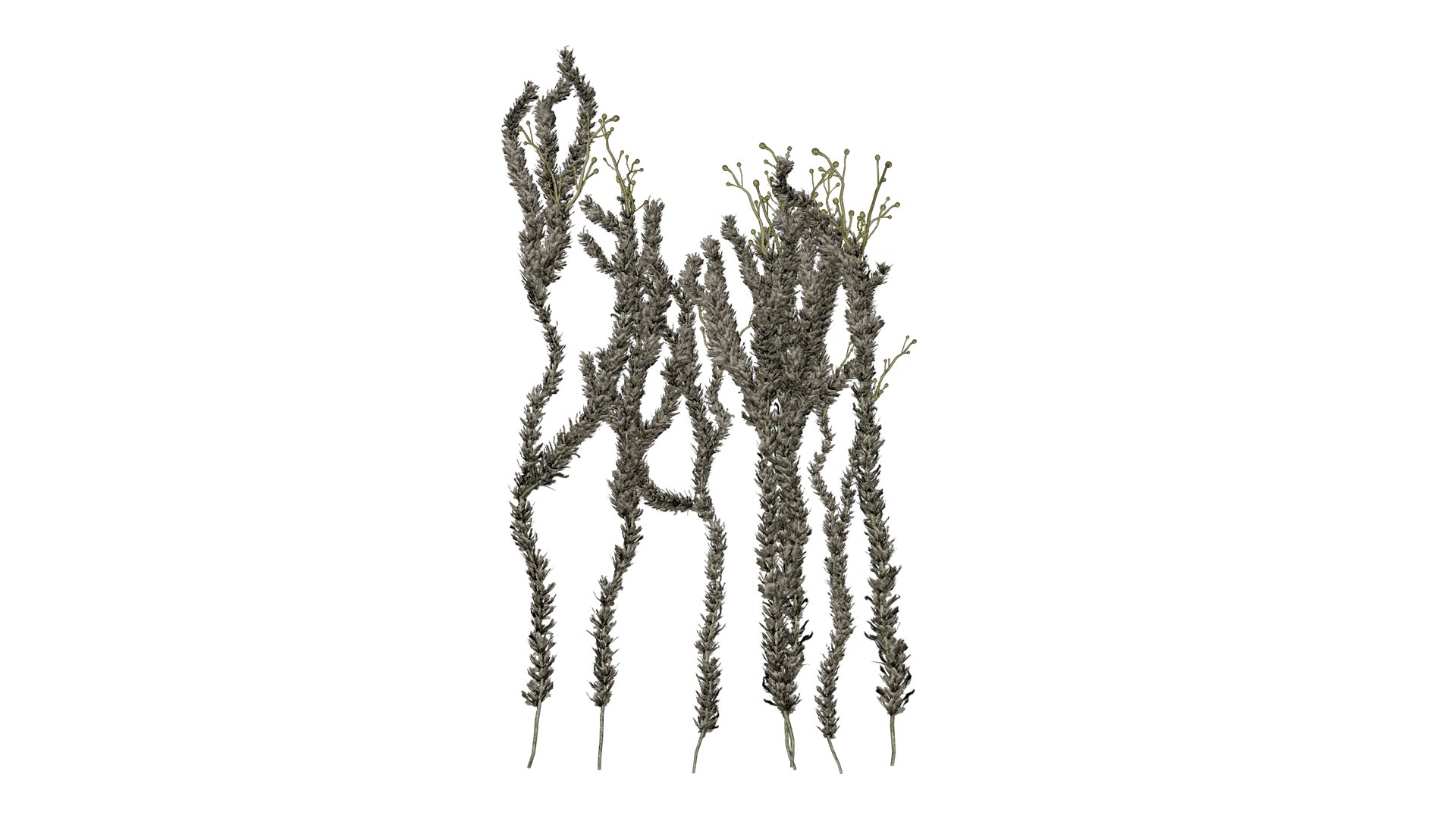 Sagebrush Plant - 04 - 3D Model - TurboSquid 2372874