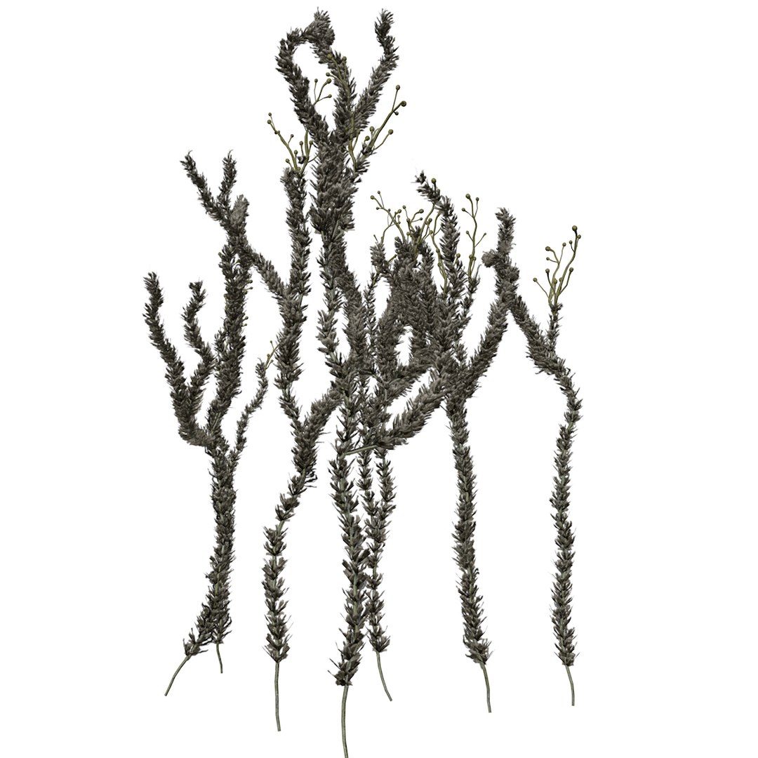 Sagebrush Plant - 04 - 3D Model - TurboSquid 2372874