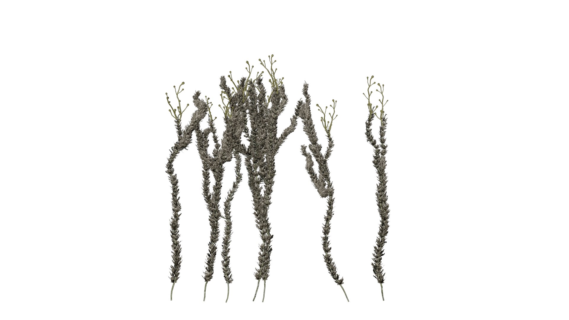 Sagebrush Plant - 04 - 3D Model - TurboSquid 2372874