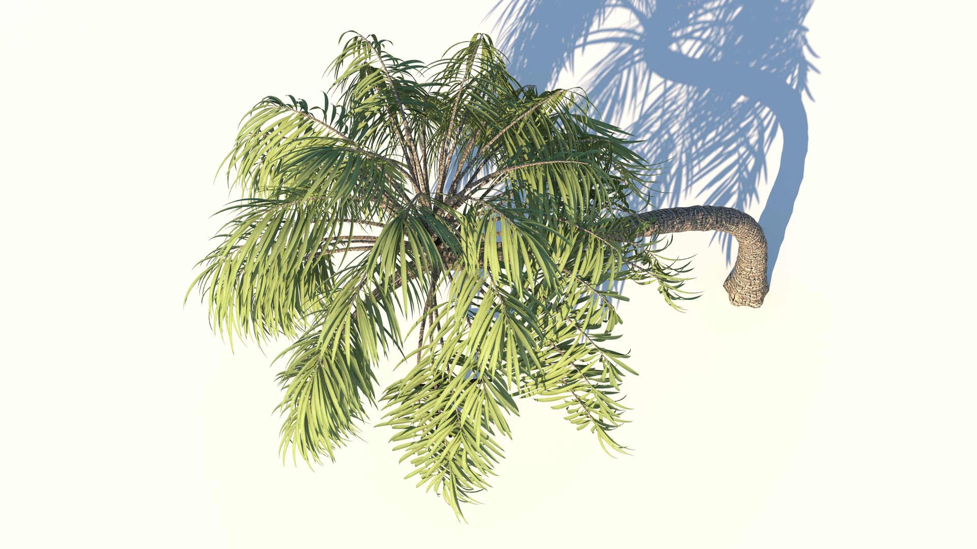 3D Realistic Curly Palm Tree - TurboSquid 1671246