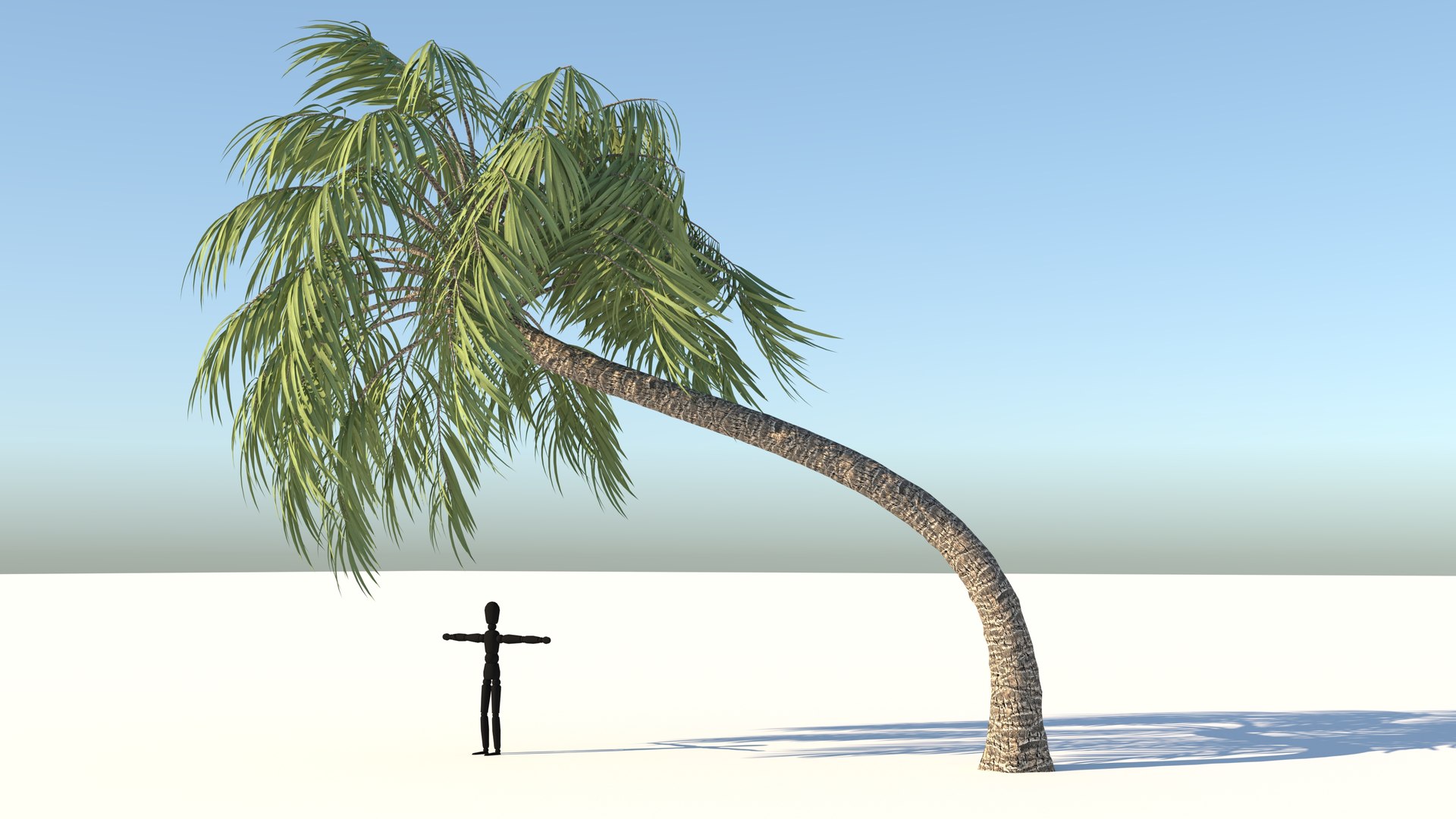 3D Realistic Curly Palm Tree - TurboSquid 1671246