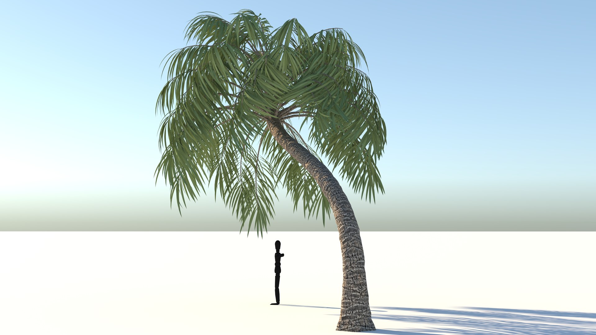 3D Realistic Curly Palm Tree - TurboSquid 1671246