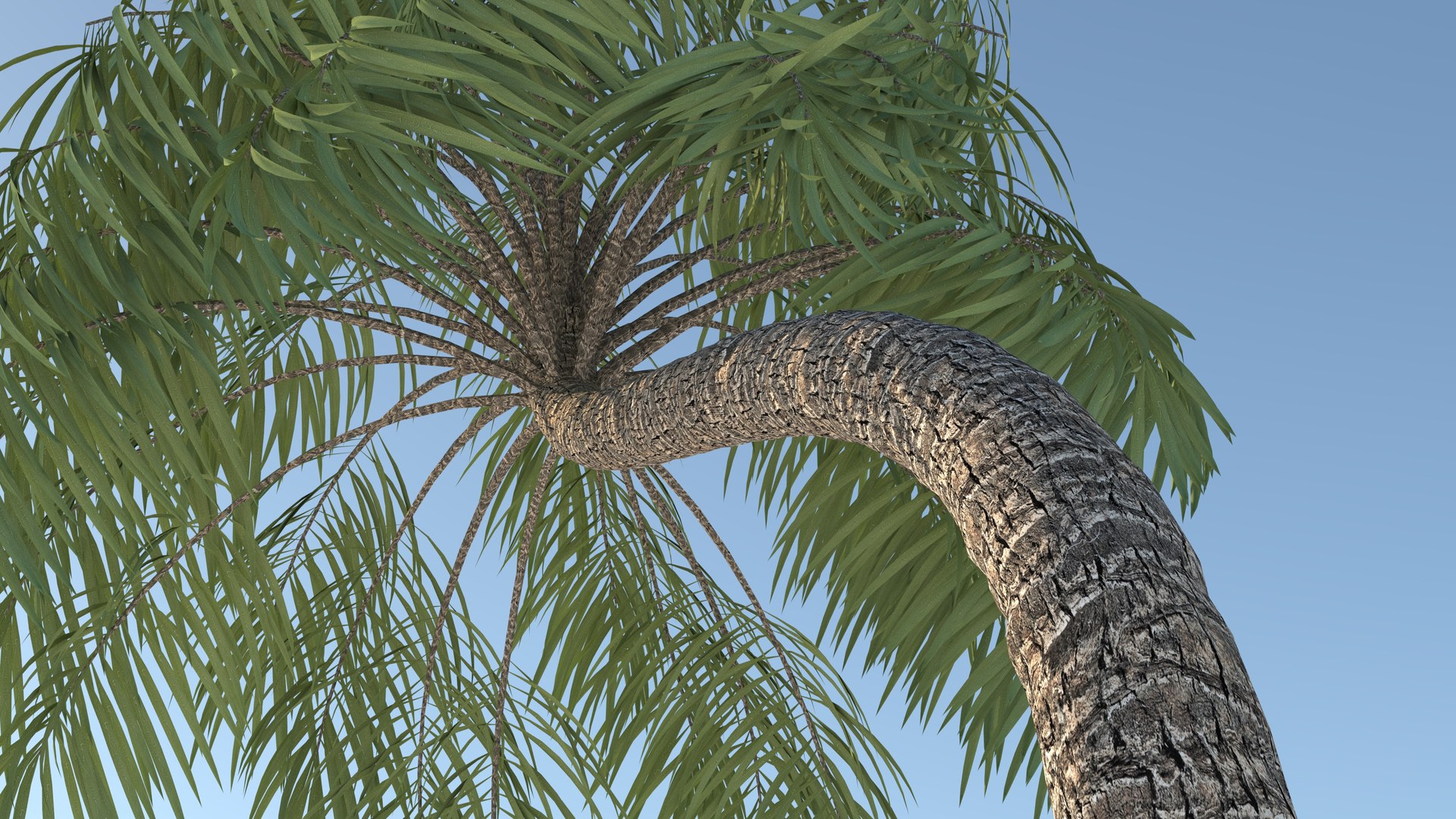 3D Realistic Curly Palm Tree - TurboSquid 1671246