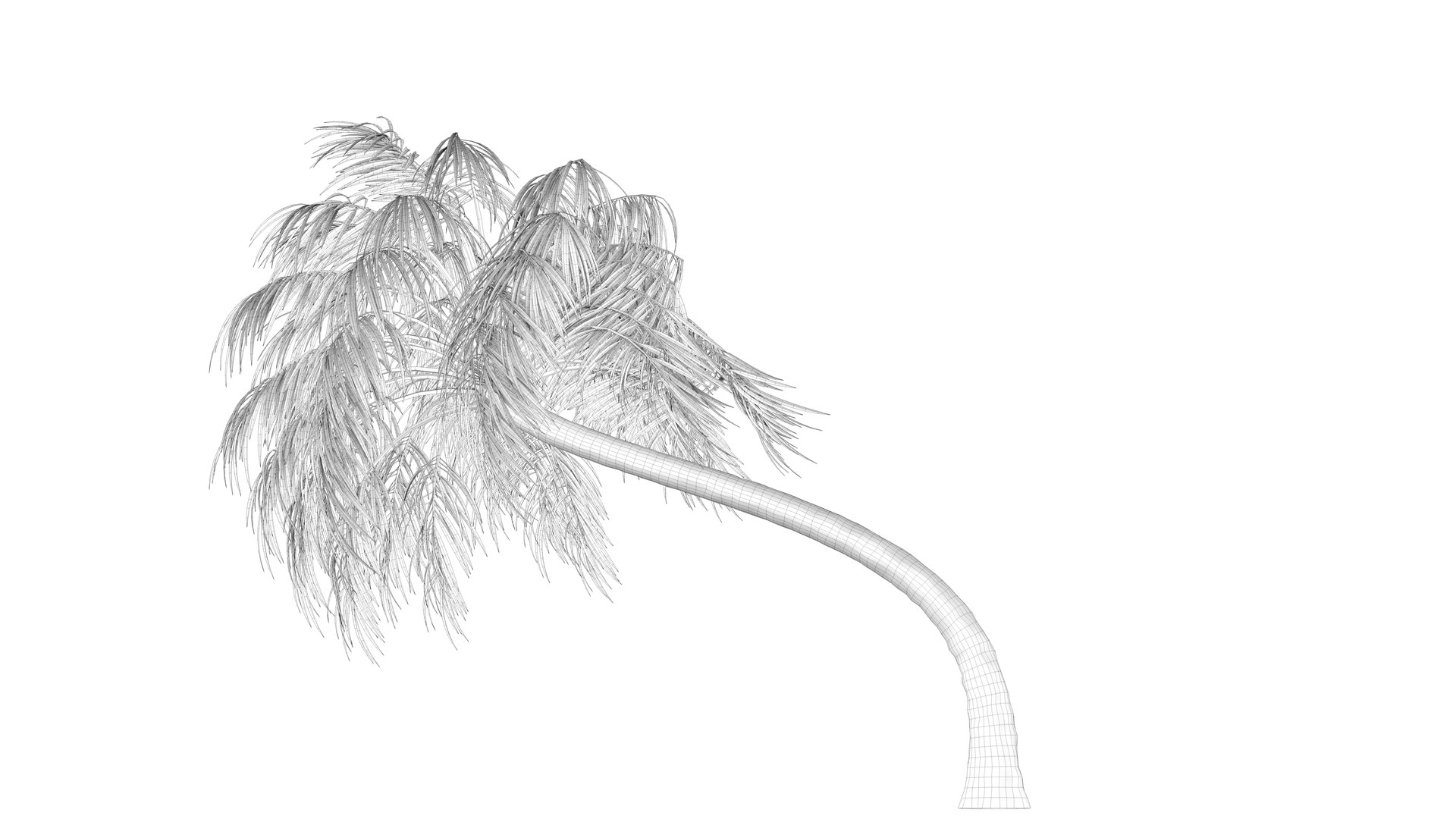 3D Realistic Curly Palm Tree - TurboSquid 1671246