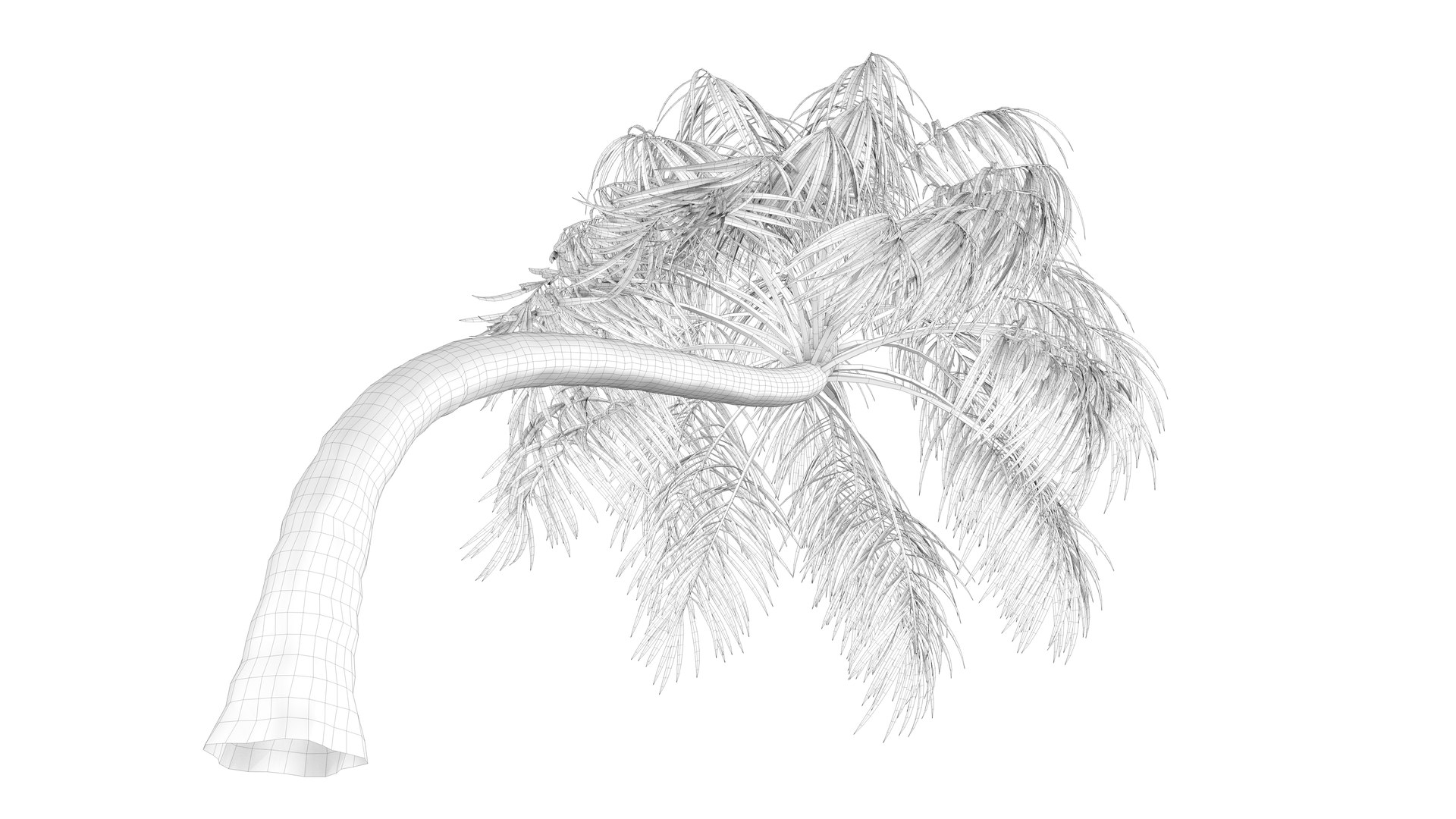 3D Realistic Curly Palm Tree - TurboSquid 1671246