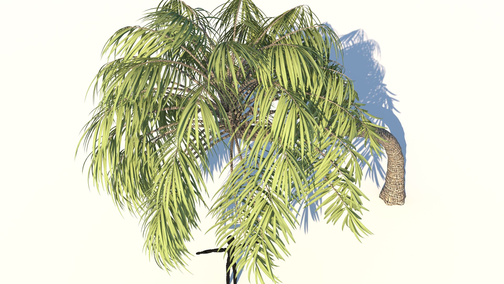 3D Realistic Curly Palm Tree - TurboSquid 1671246