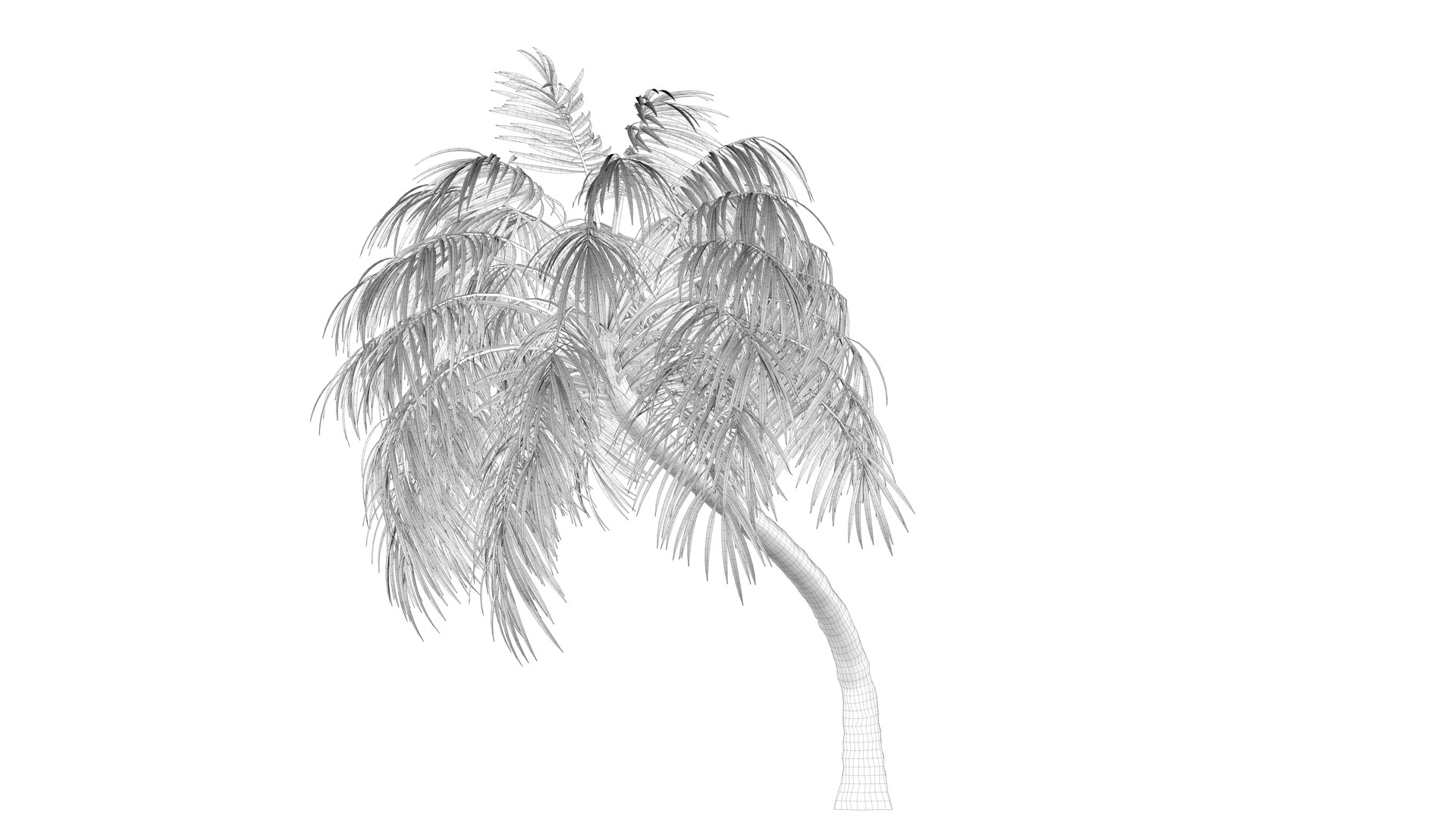 3D Realistic Curly Palm Tree - TurboSquid 1671246