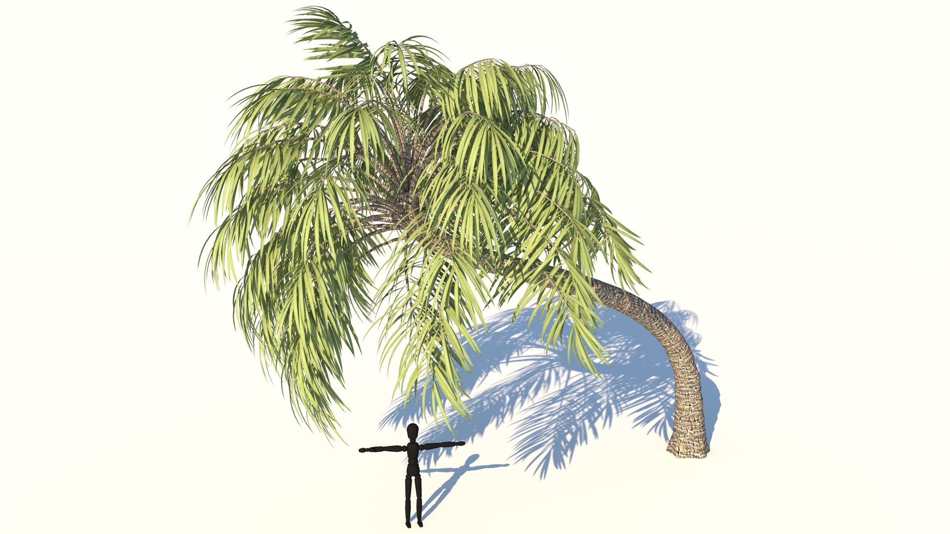 3D Realistic Curly Palm Tree - TurboSquid 1671246