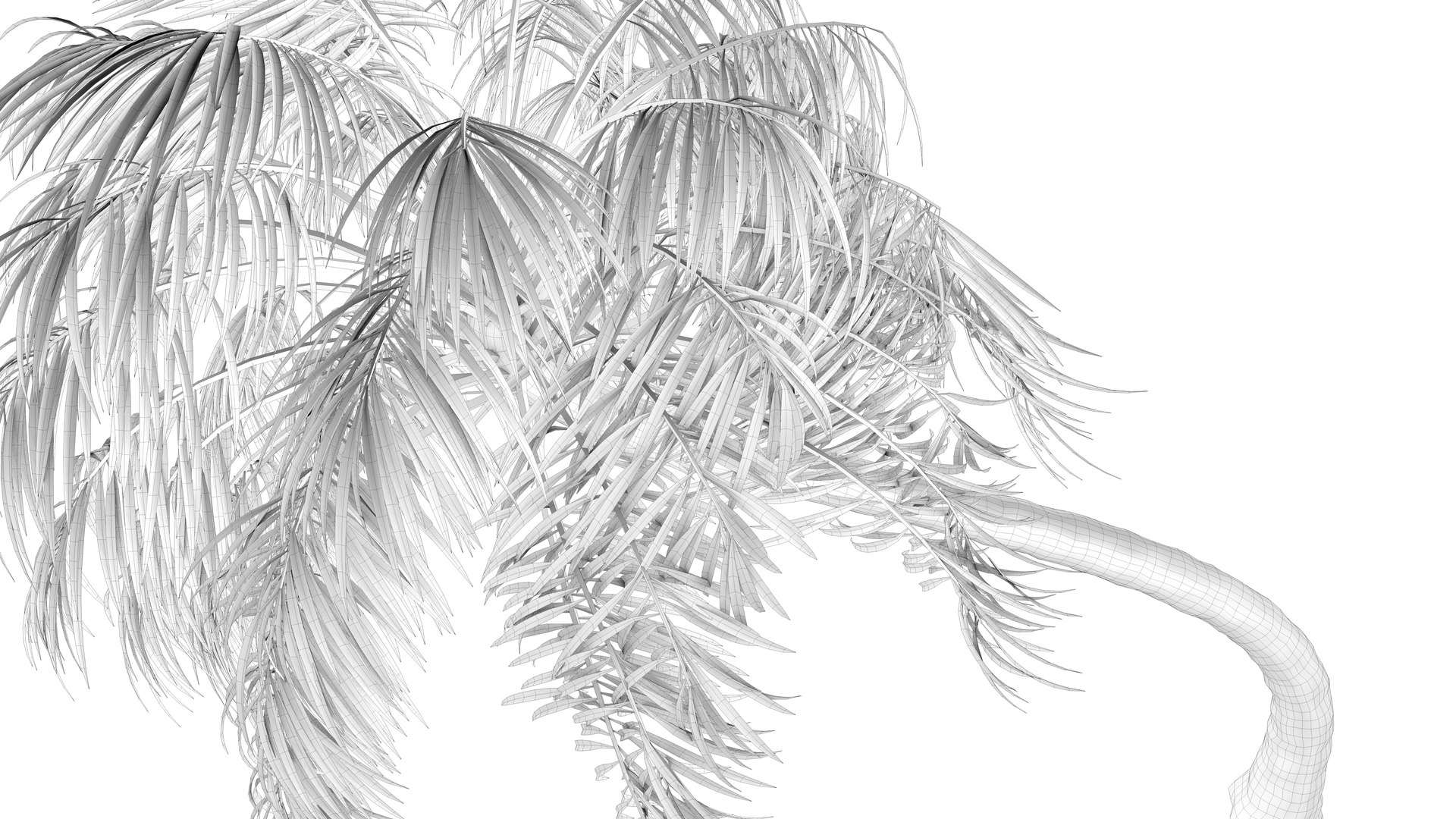 3D Realistic Curly Palm Tree - TurboSquid 1671246