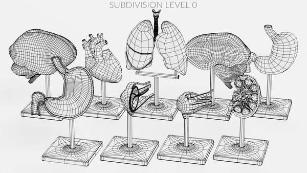3D Anatomy Models - TurboSquid 2026893