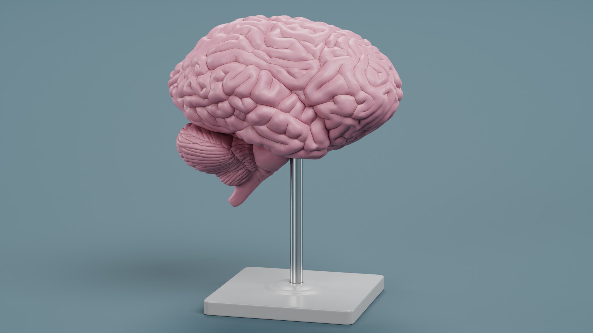 3D Anatomy Models - TurboSquid 2026893