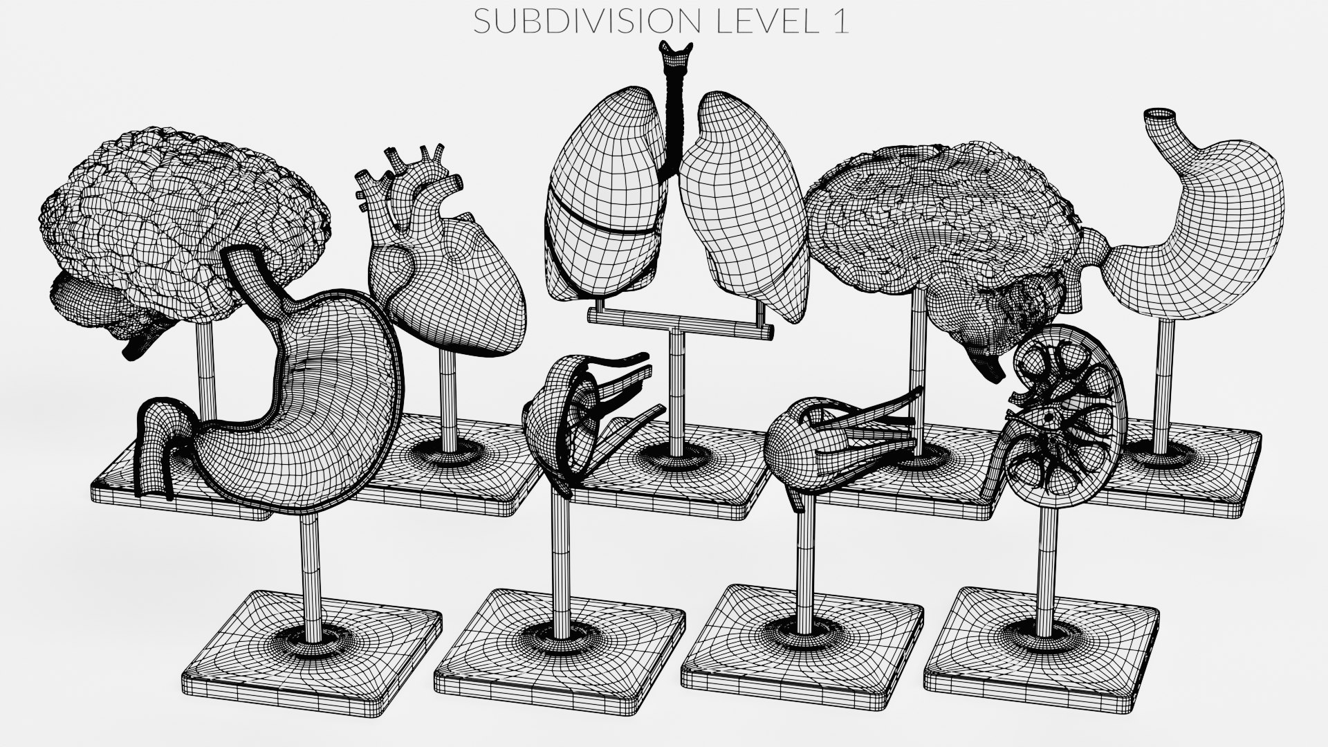 3D Anatomy Models - TurboSquid 2026893