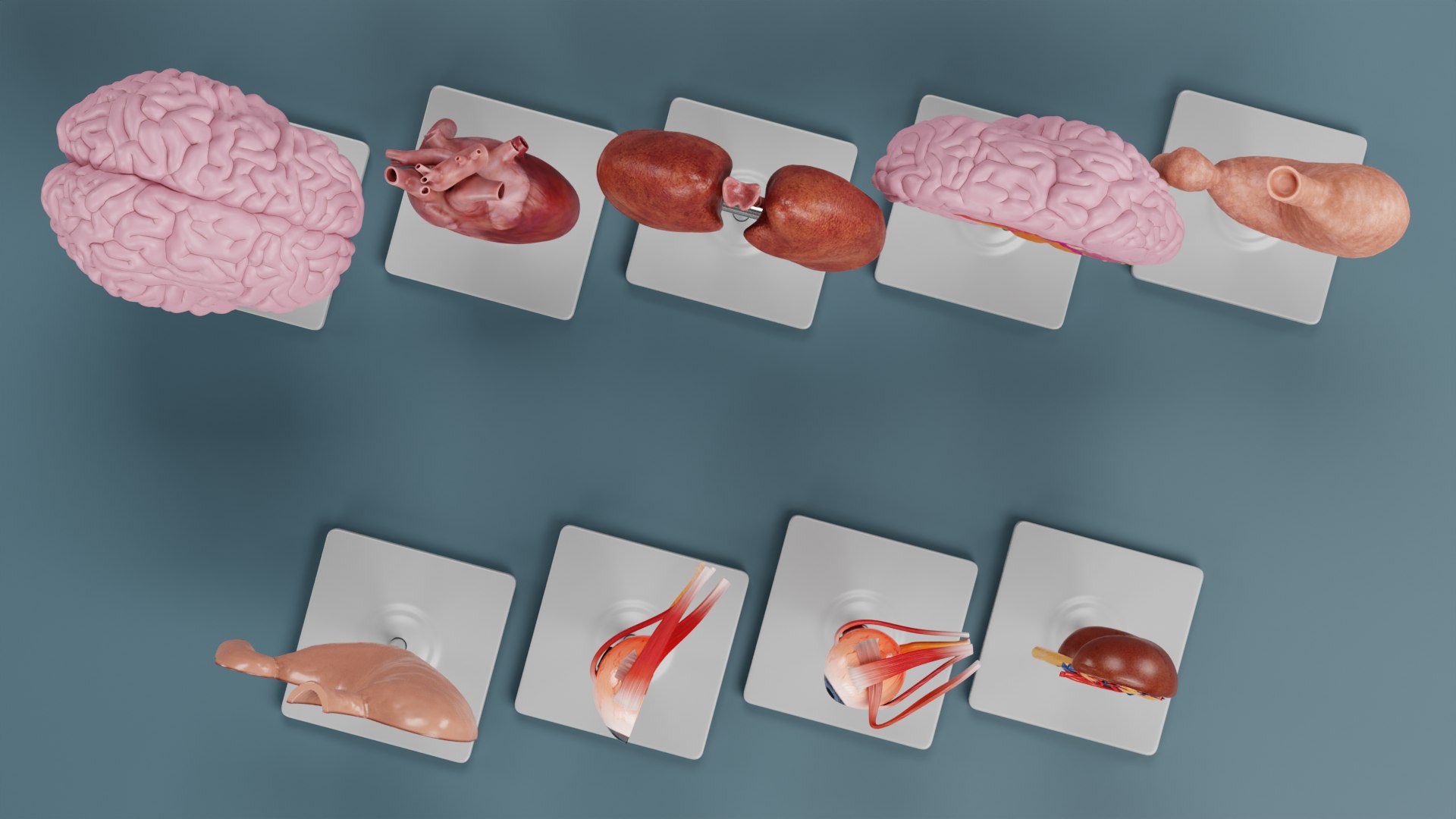 3D Anatomy Models - TurboSquid 2026893