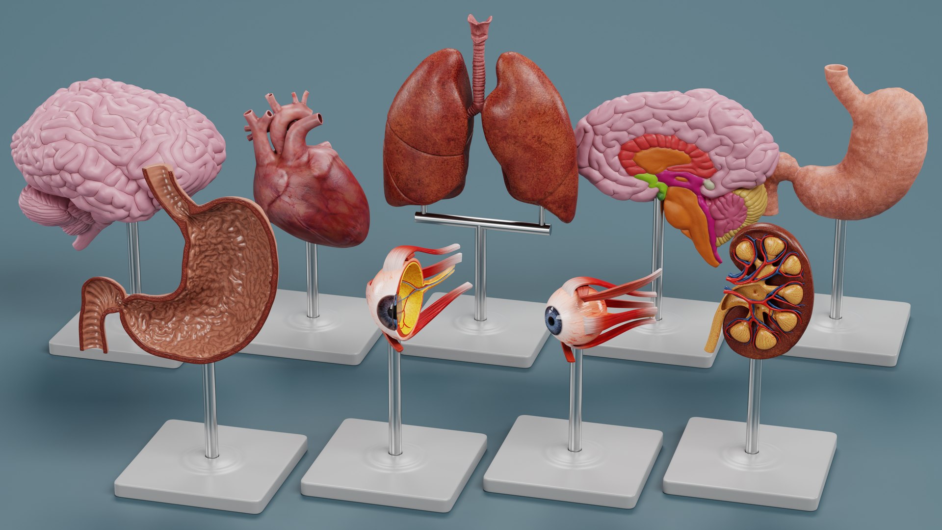 3D Anatomy Models - TurboSquid 2026893