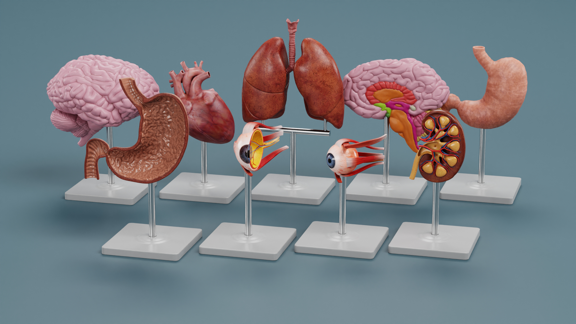 3D Anatomy Models - TurboSquid 2026893