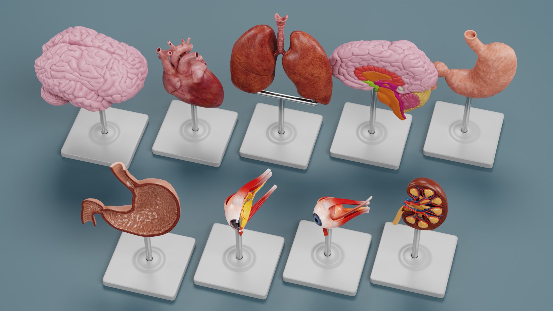 3D Anatomy Models - TurboSquid 2026893