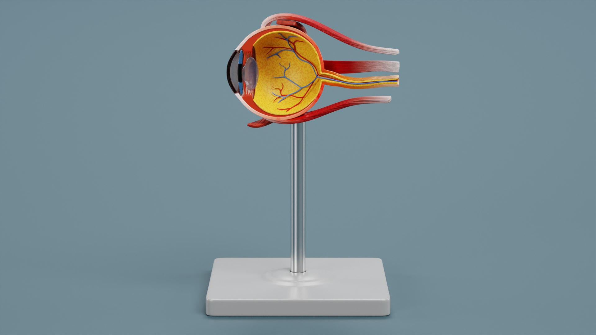 3D Anatomy Models - TurboSquid 2026893