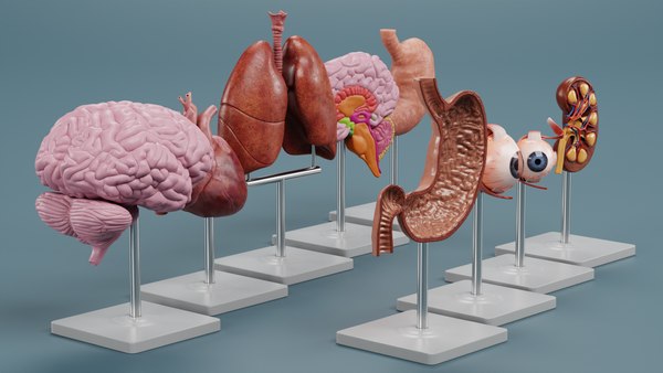 3d Anatomy Models Turbosquid 2026893