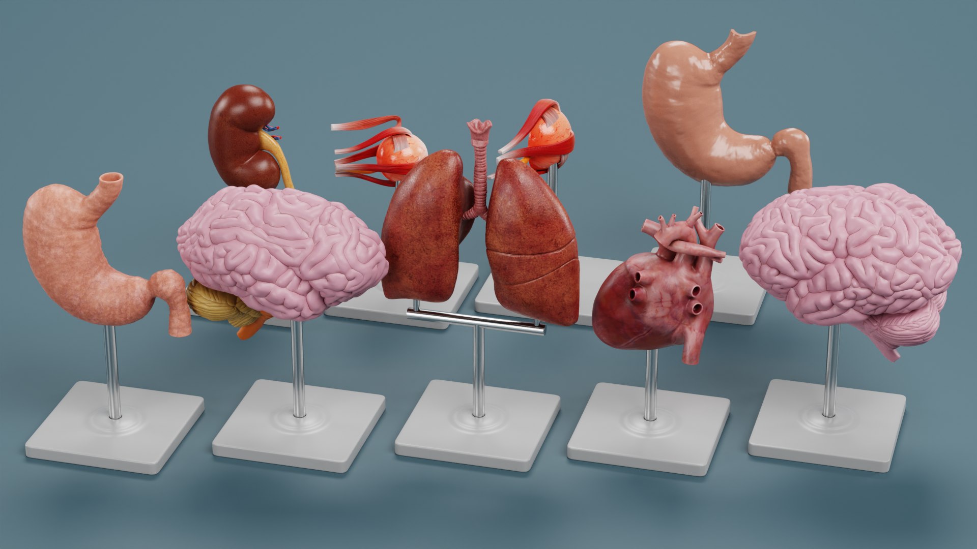3D Anatomy Models - TurboSquid 2026893