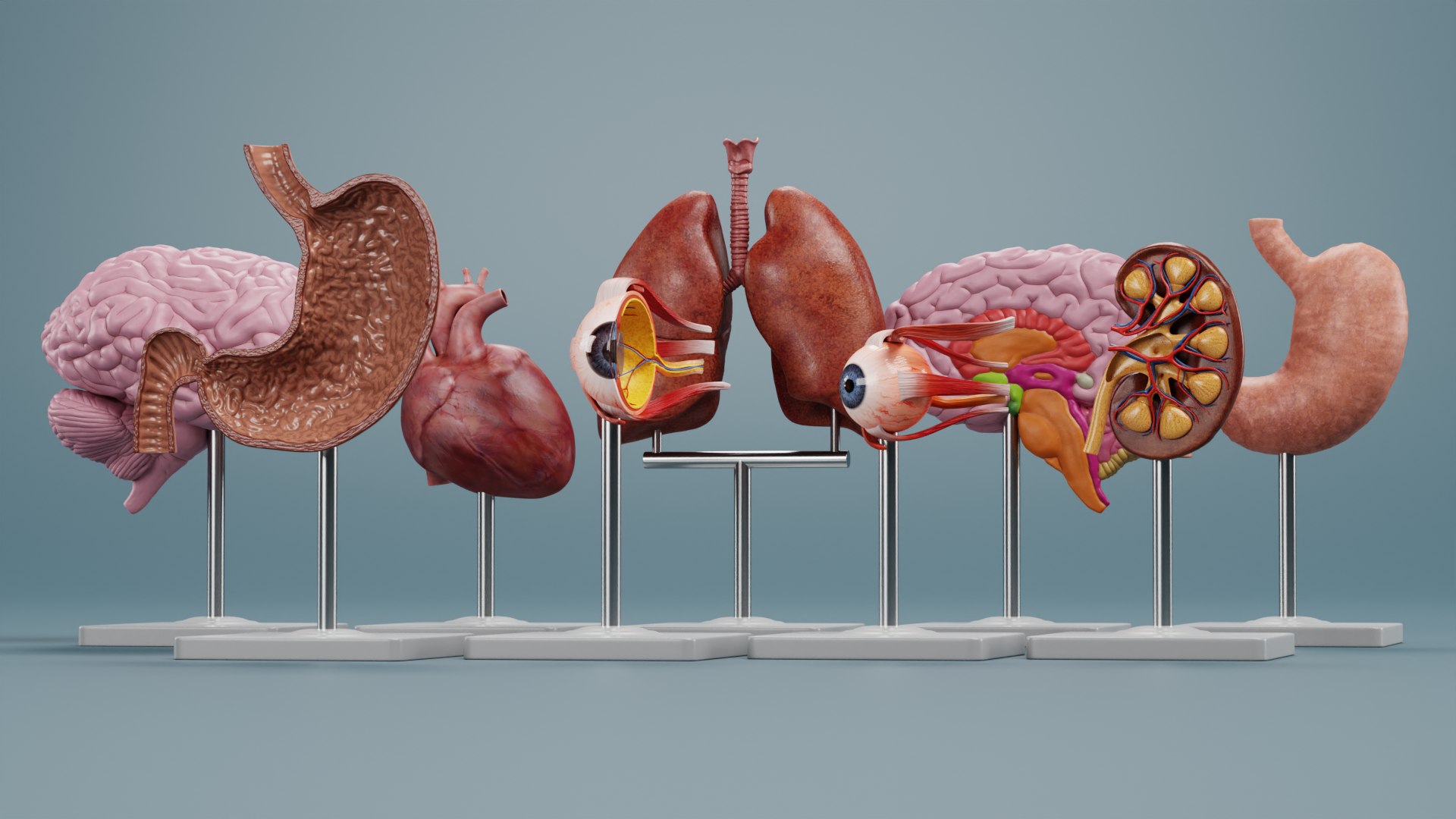 3D Anatomy Models - TurboSquid 2026893