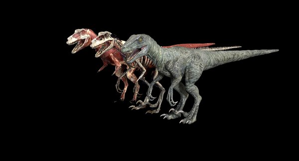 modelo 3d Velociraptor Anatomía 3D - TurboSquid 1395271