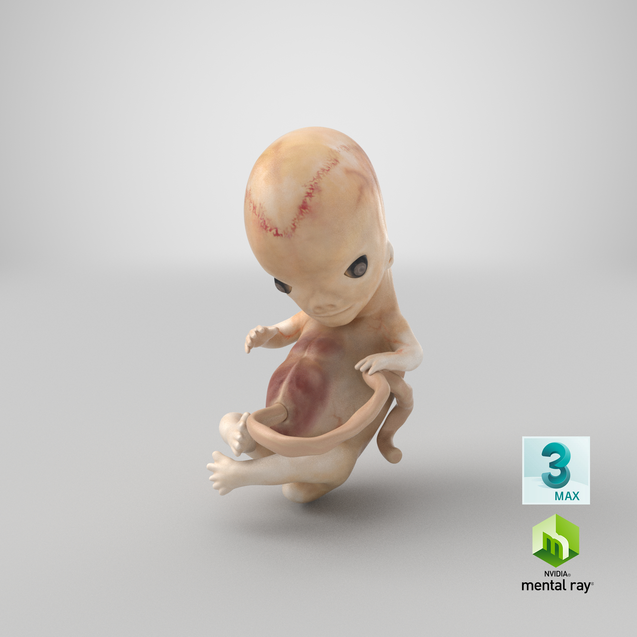 Human embryo 8 weeks 3D model - TurboSquid 1661247