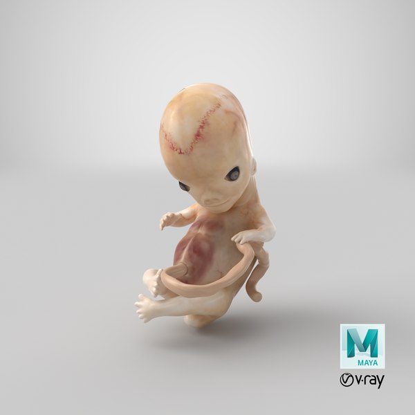 Human embryo 8 weeks 3D model - TurboSquid 1661247