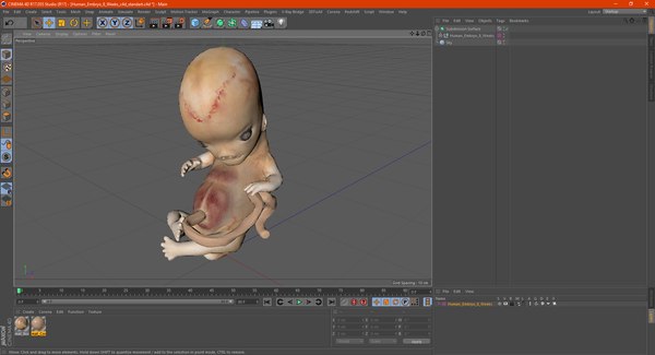 Human embryo 8 weeks 3D model - TurboSquid 1661247