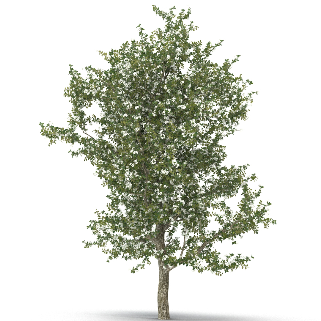 pear tree flowering 3d model