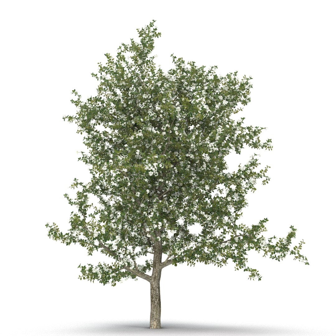 pear tree flowering 3d model