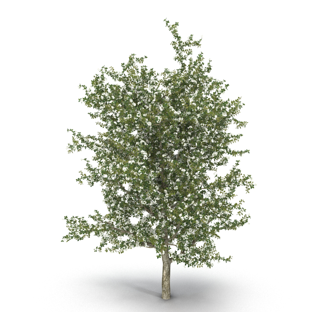 pear tree flowering 3d model