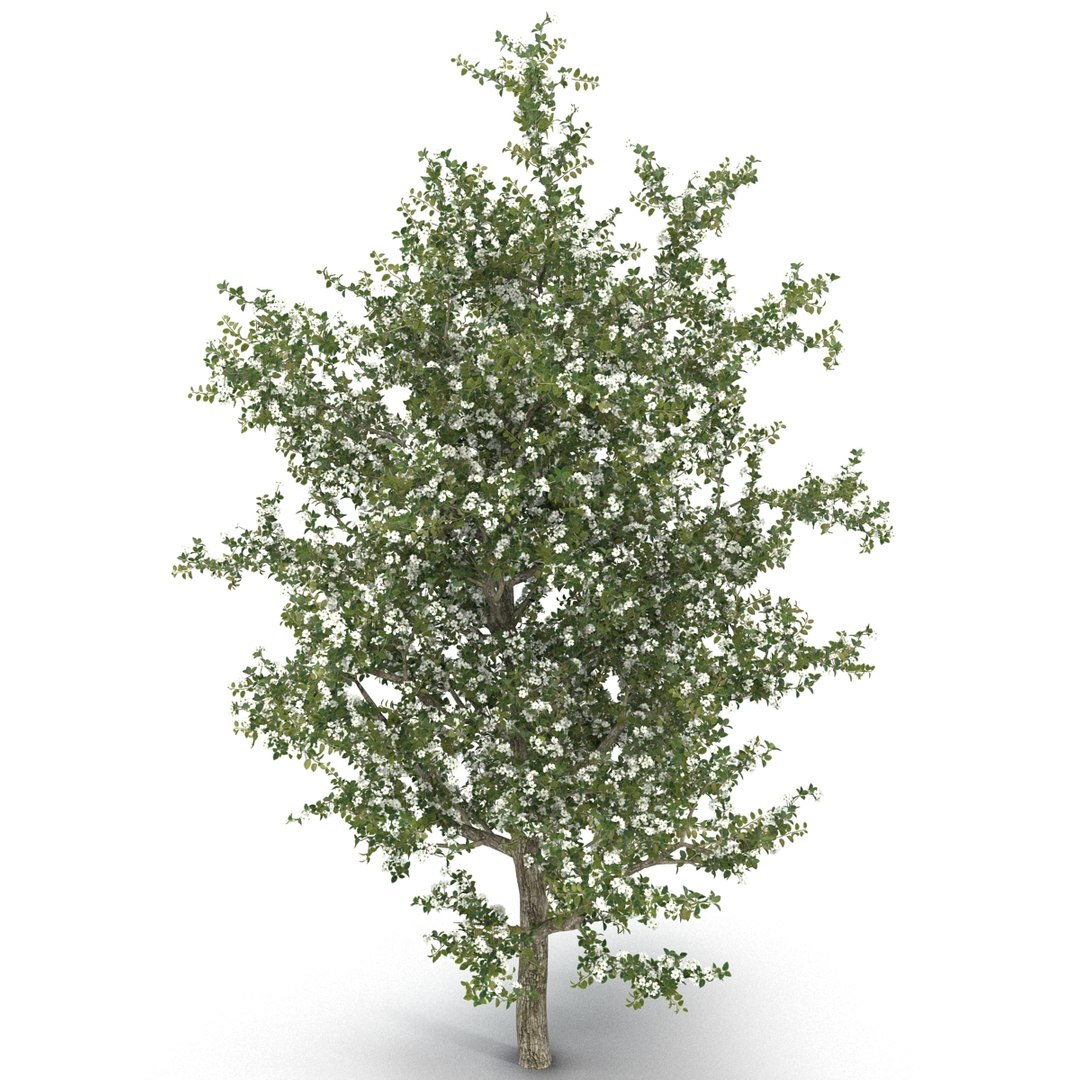 pear tree flowering 3d model