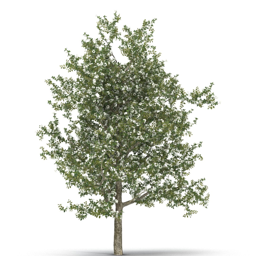 pear tree flowering 3d model
