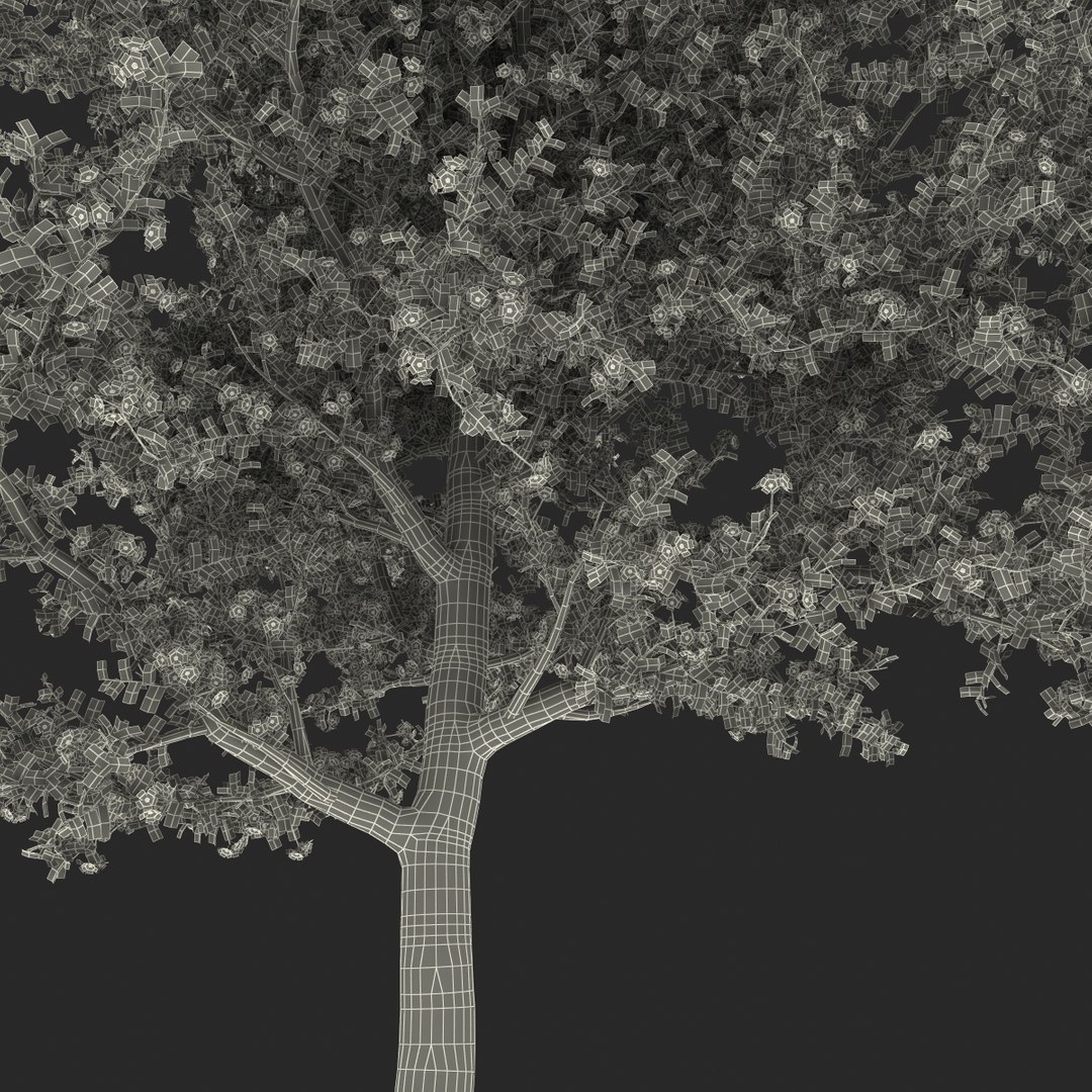 pear tree flowering 3d model