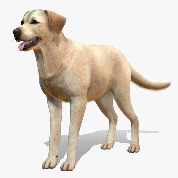 modelo 3d Perro - Labrador - TurboSquid 1939269
