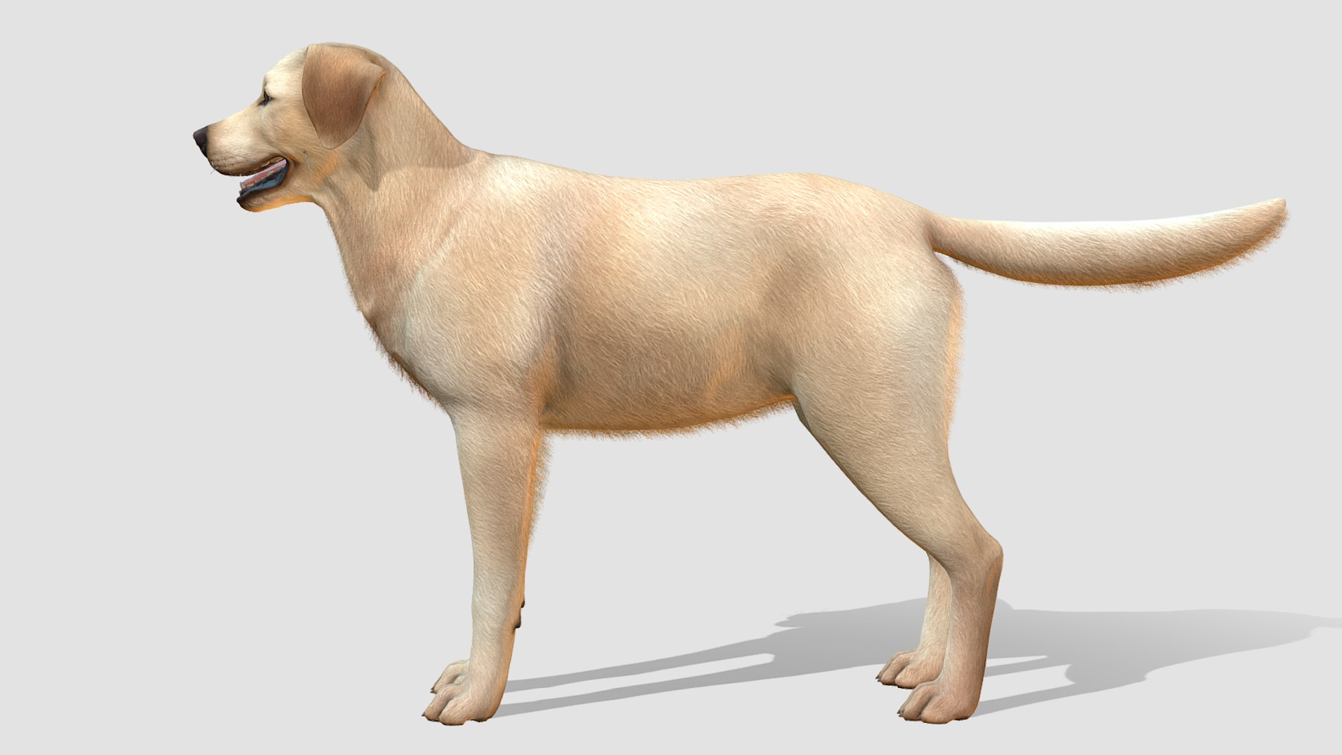 3D model Dog - Labrador - TurboSquid 1939269