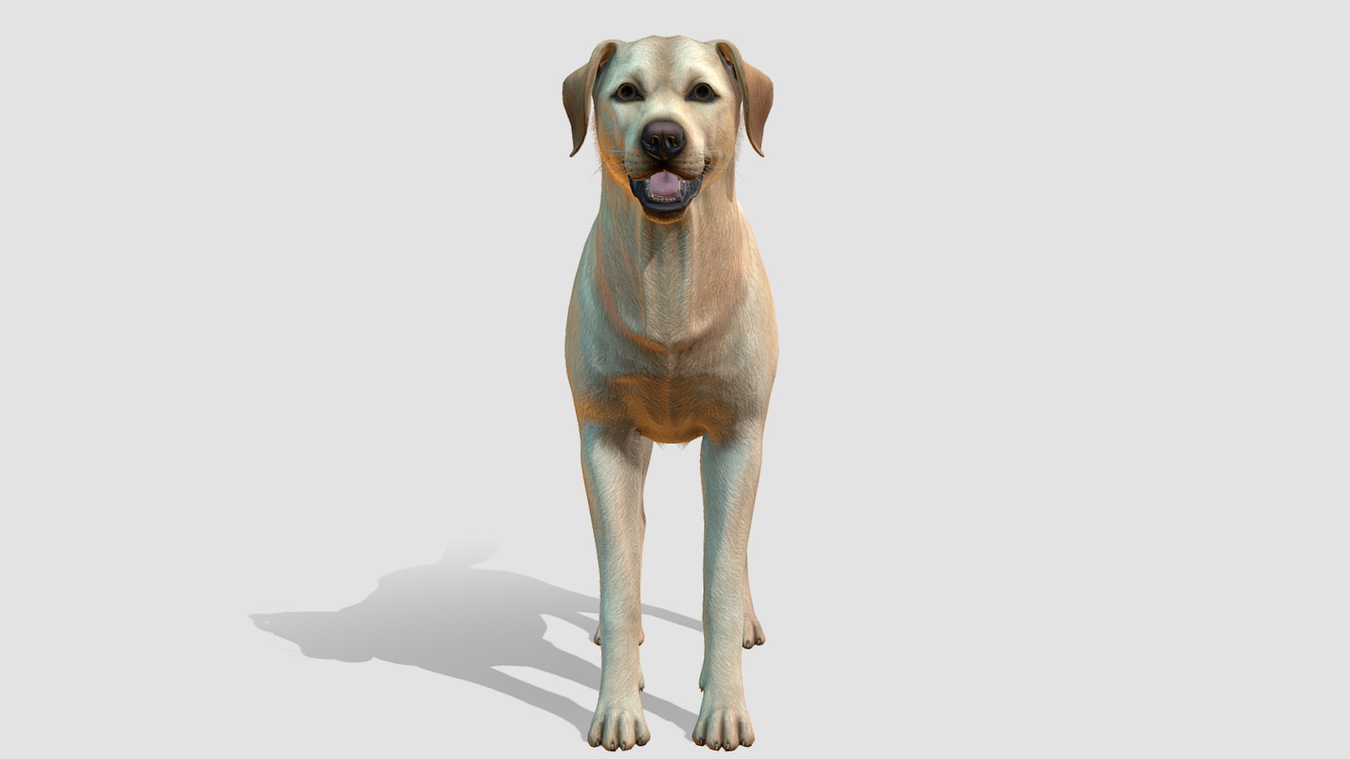 3D model Dog - Labrador - TurboSquid 1939269