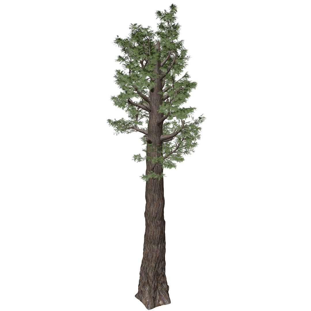 3D Model Giant Redwood Sequoia Tree - 05 - - TurboSquid 2373509