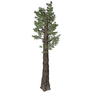Download Free & Premium Tree Redwood 3D Models | TurboSquid