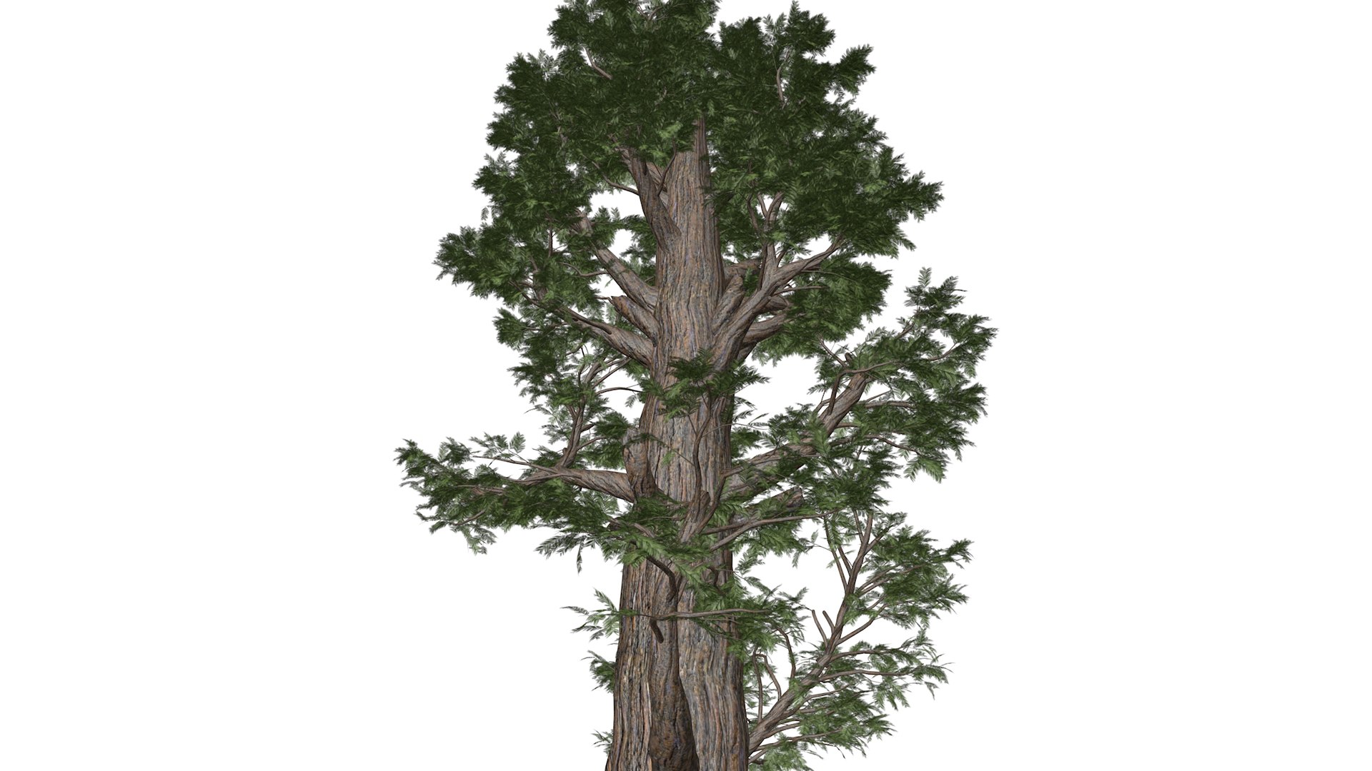 3D Model Giant Redwood Sequoia Tree - 05 - - TurboSquid 2373509