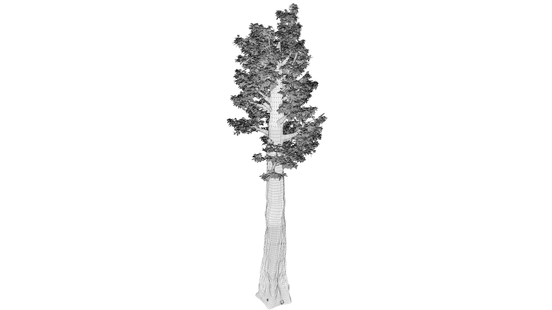 3D Model Giant Redwood Sequoia Tree - 05 - - TurboSquid 2373509